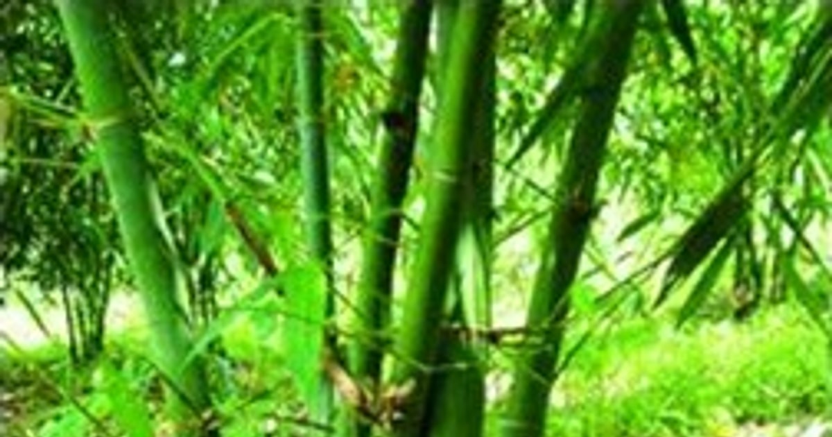 Tre già măng mọc
