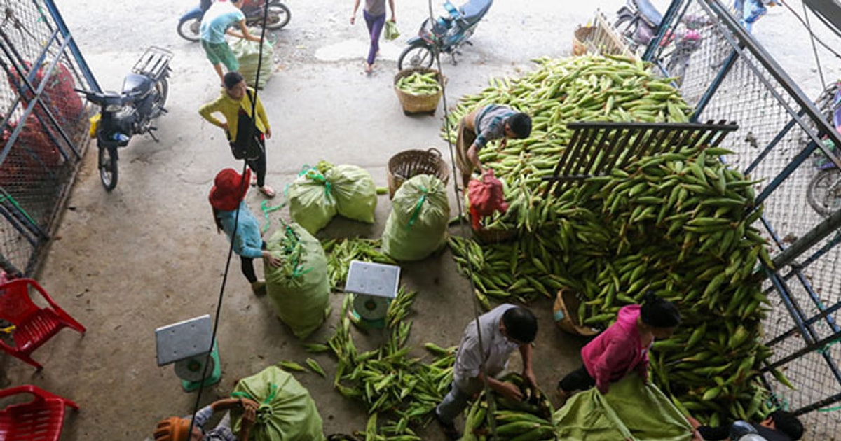 Chuyện về chợ bắp lớn nhất Sài Gòn