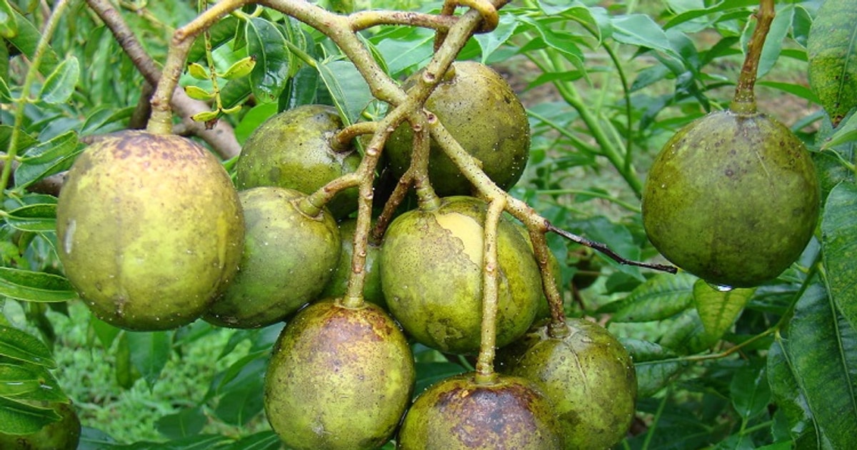 Những tác dụng tuyệt vời của quả cóc, có thể bạn chưa biết